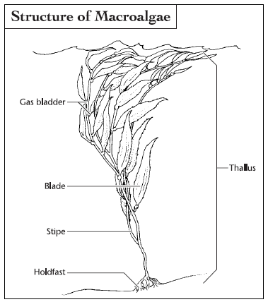 Differences in Terrestrial and Aquatic Plants