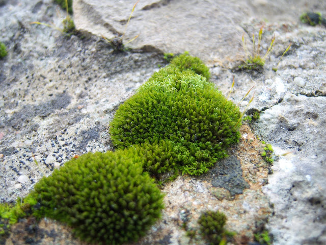 MUSGO - BOTÀNIC SERRAT