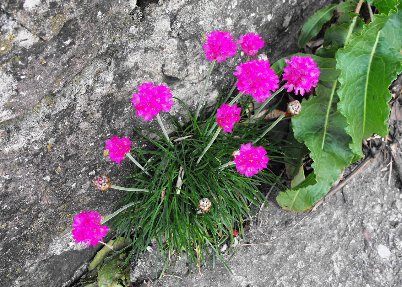 Largo Baywatch: Thrift or Sea Pink