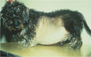 Insights into Veterinary Endocrinology: Helpful Tips to Improve the ...