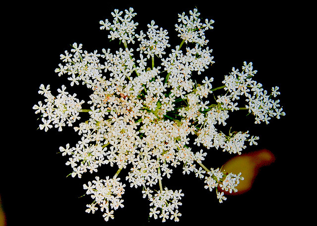 Montreal Wilderness: Umbelliferae/Apiaceae: Meet the Family