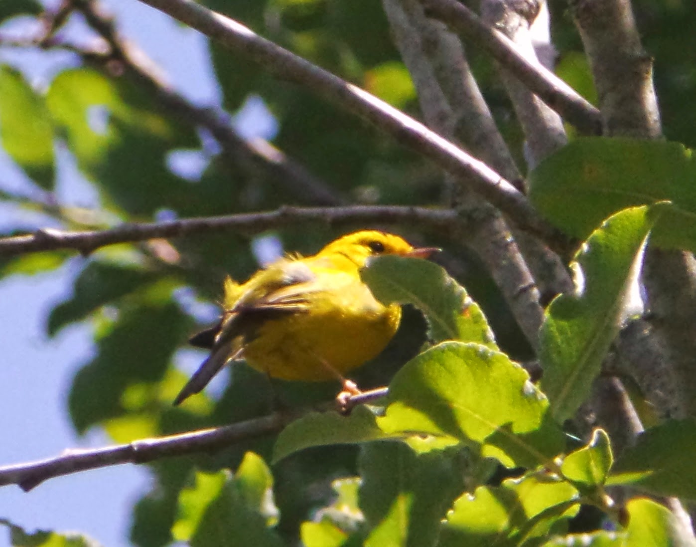 Berkeley Backyard Bird Blog: Mountain Talks Lecture: "Extraordinary ...