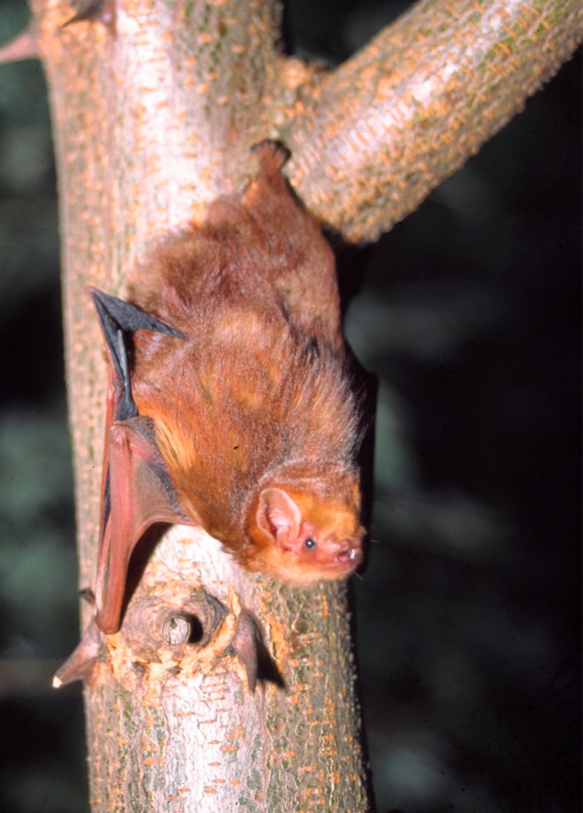 Bat Check 1st Blog: The Bats are Back: Tips for keeping them out of ...
