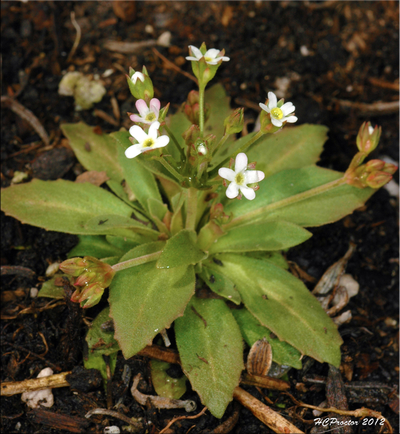 The Home Bug Garden: Family Matters: Primulaceae aka Primroses ...