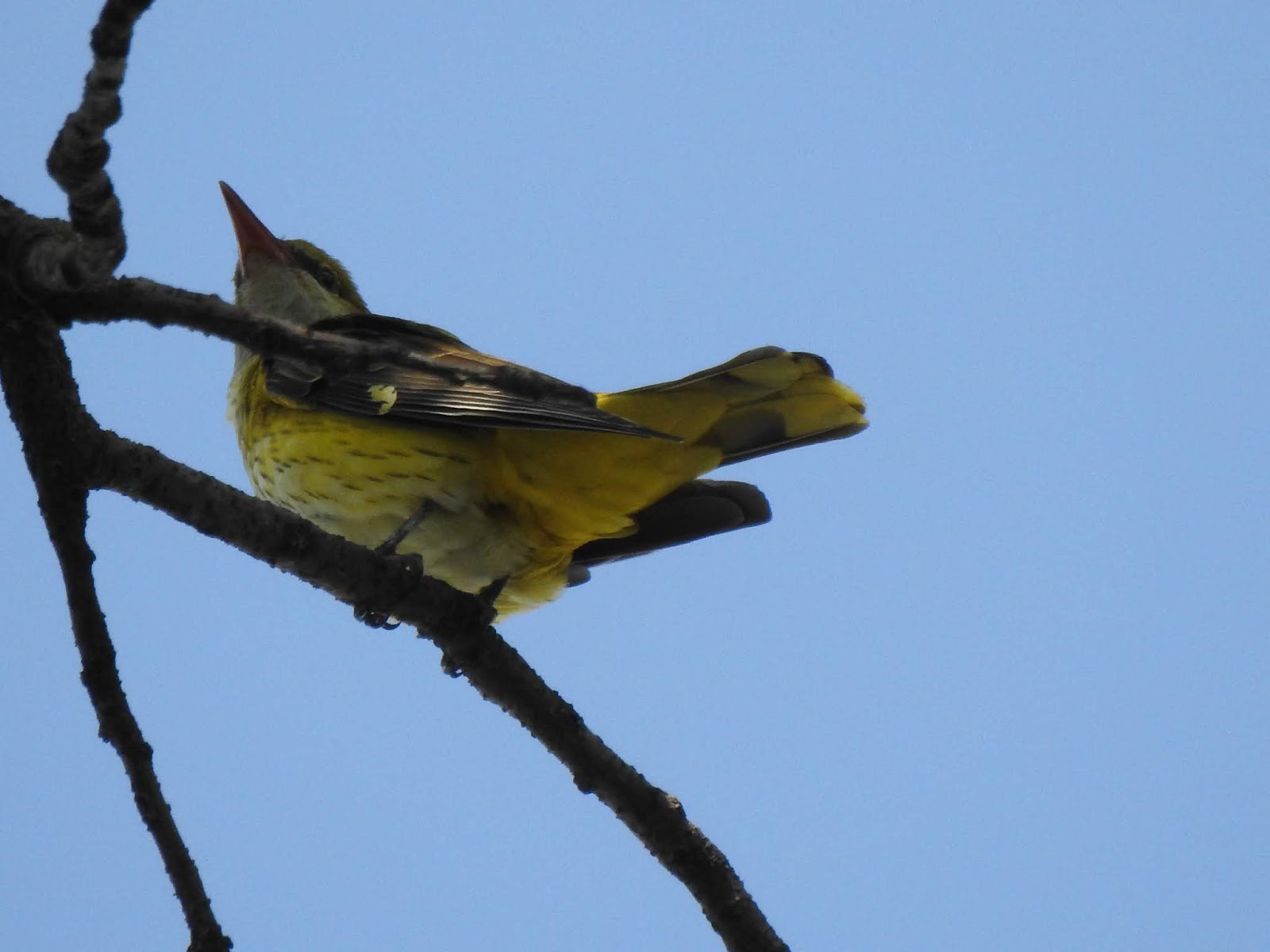 PASARI DIN ROMANIA: GRANGUR, Oriolus oriolus