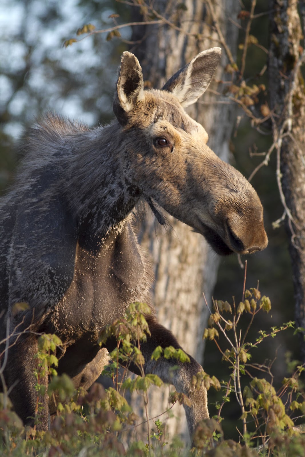 Ann Brokelman Photography: Mom and baby Moose May 15 at 6:30am