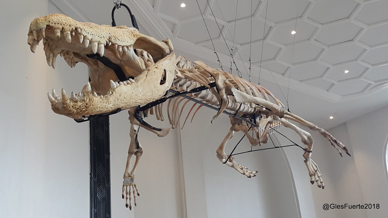 Explore.Dream.Discover: Exploring the National Museum of Natural History