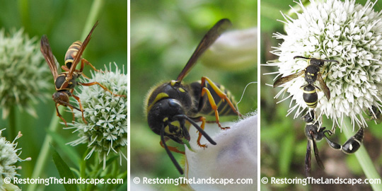Restoring The Landscape With Native Plants: Insect Diversity ...