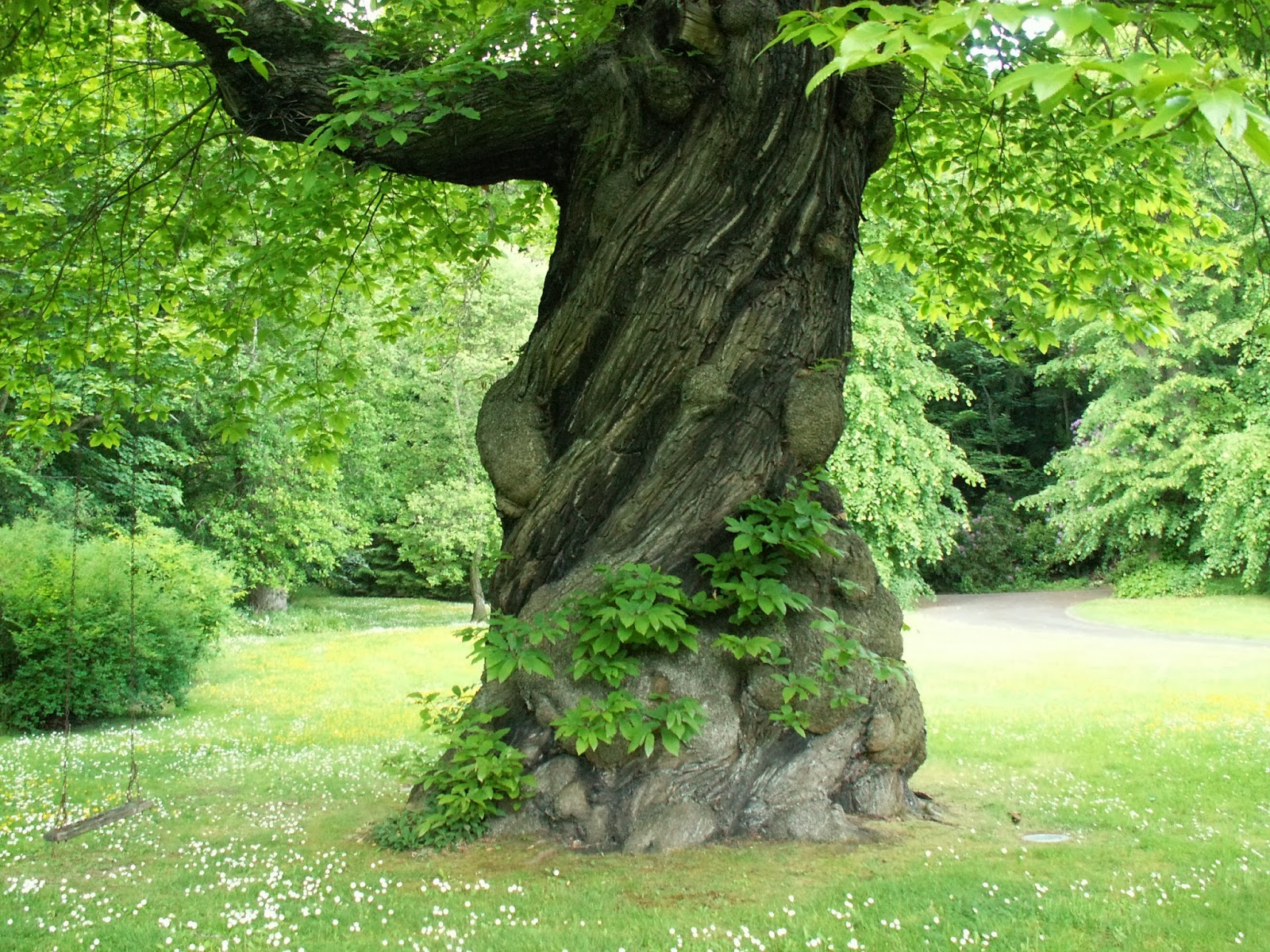 CUBO ET EXCUBO: David Rizzio's Tree