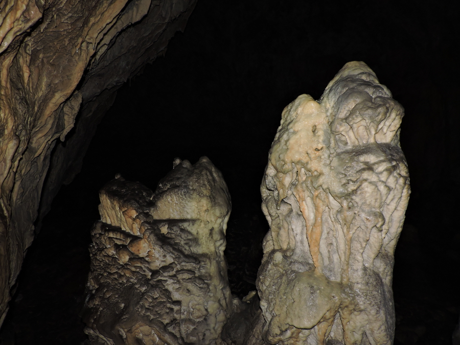 Carniolicum - Wildlife & Biodiversity in Slovenia: Endemic cave beetle ...