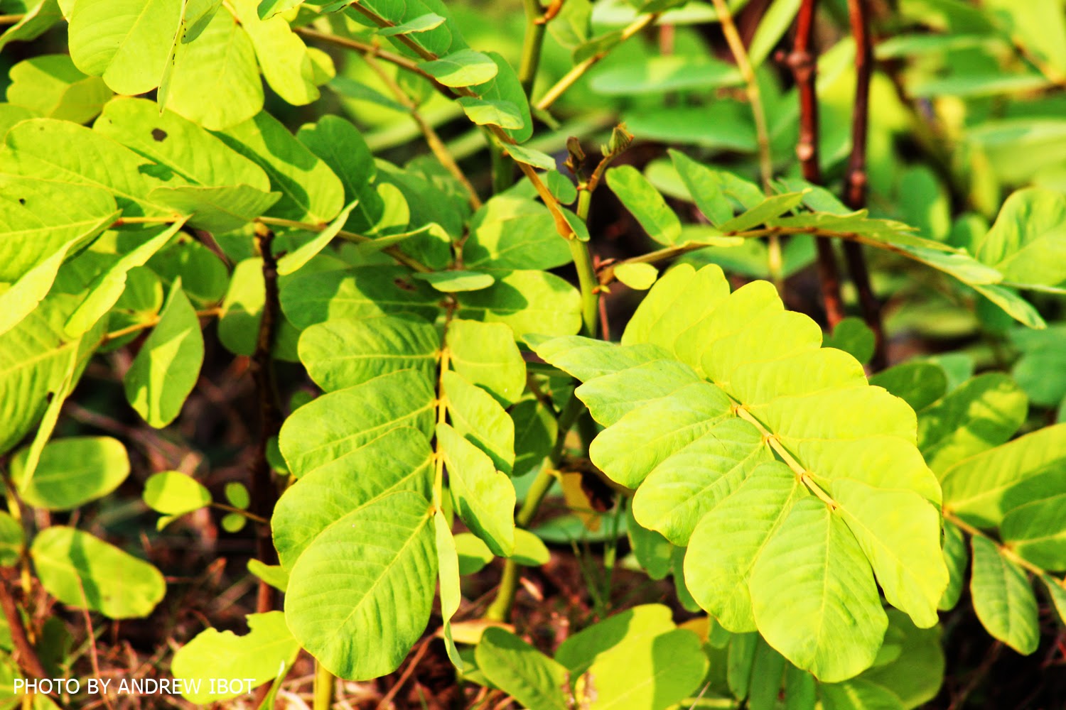 Ako si ANDREW IBOT!: Akapulko