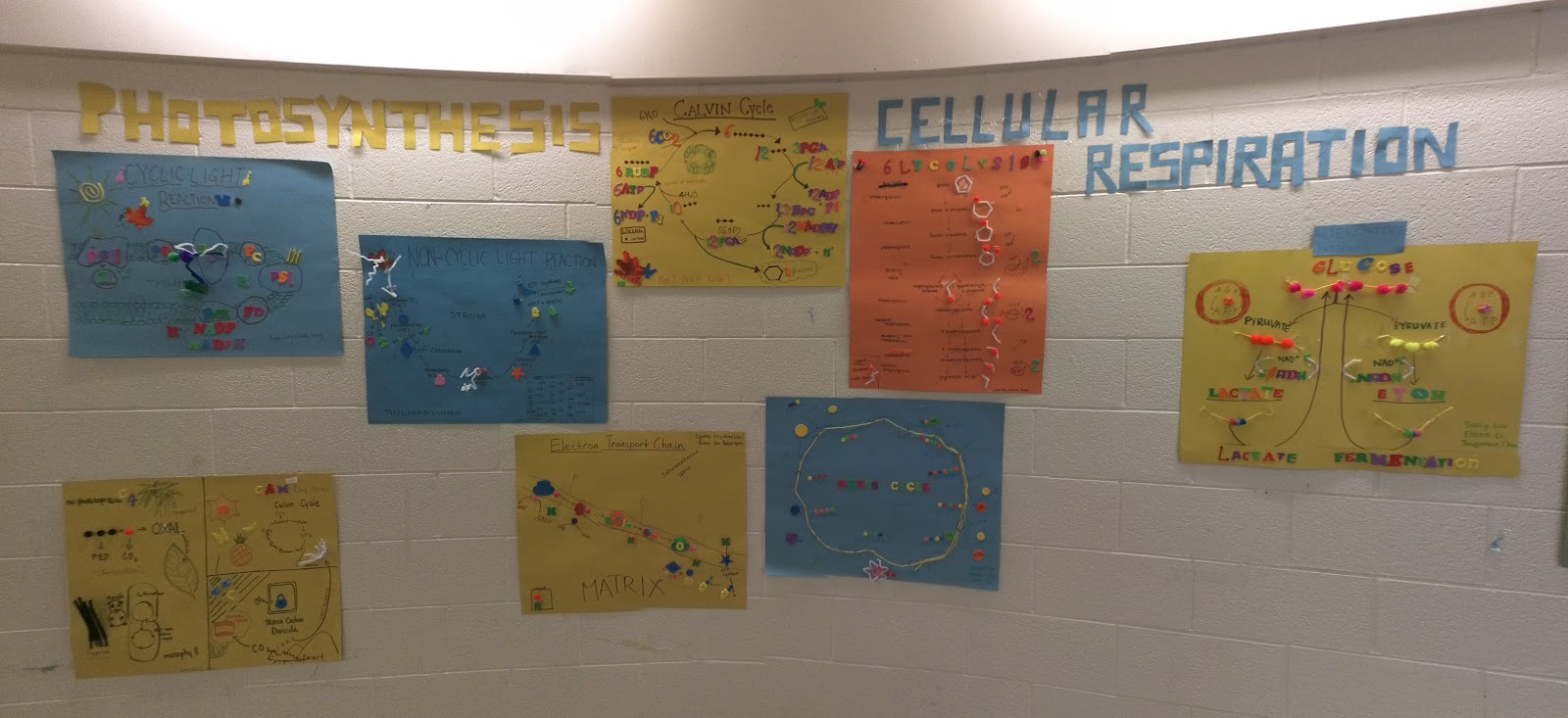 Alex's Amazing Bio Blog: Photosynthesis and Cellular Respiration Poster ...