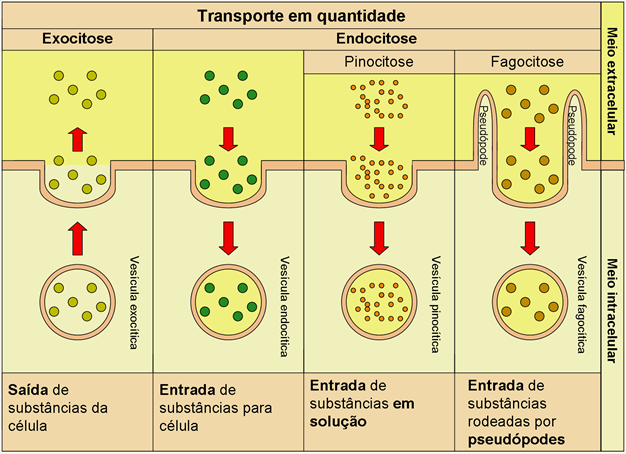 O fantástico mundo da Citologia: Membrana Plasmática da Célula