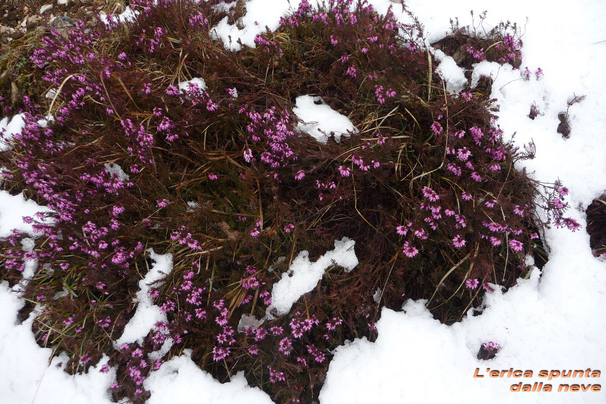 Fernando Gardini: Regole di Malosco - Penegal