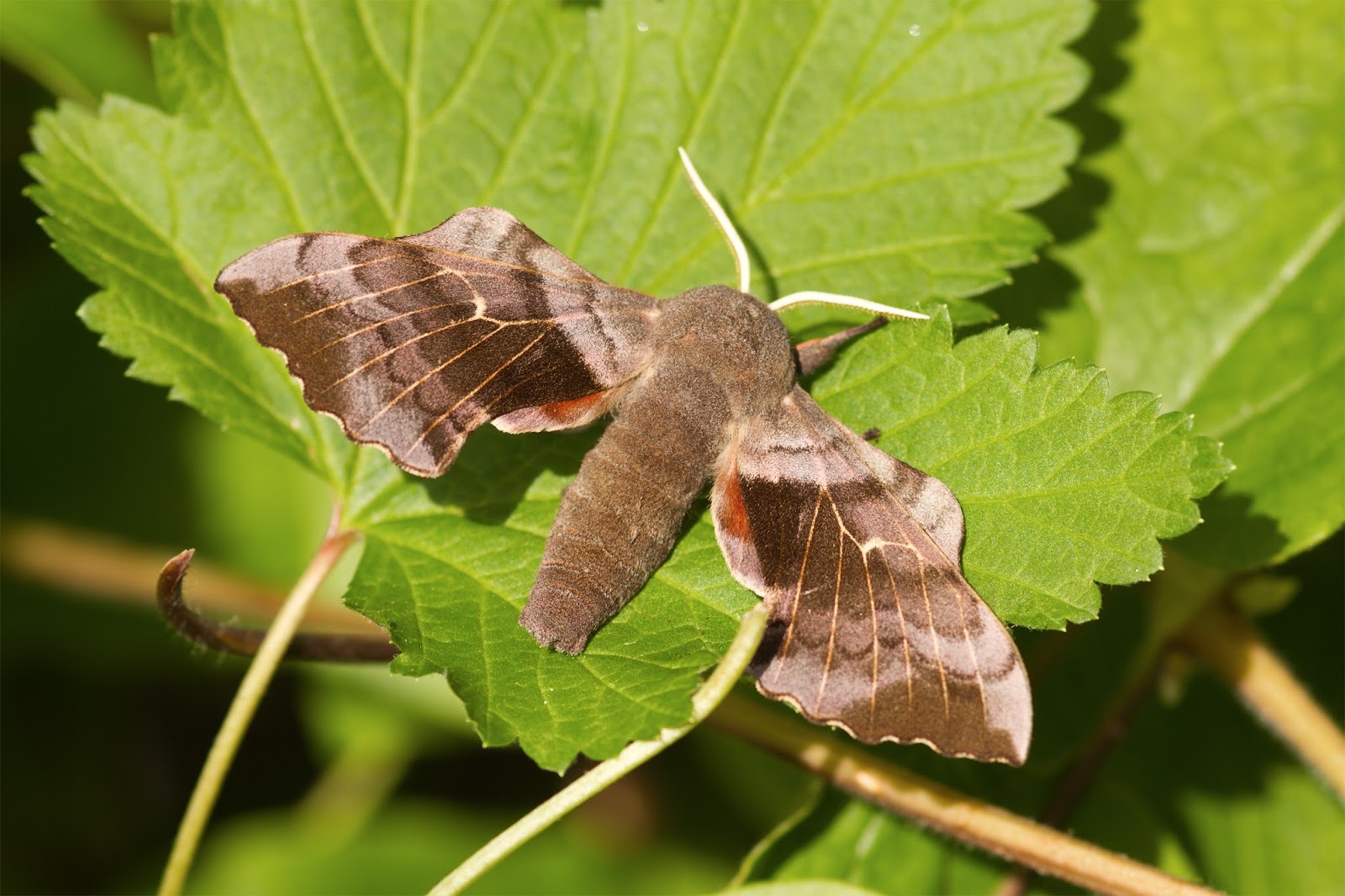 Bfb`s Outdoor Ramblings: Poplar Hawk-moth
