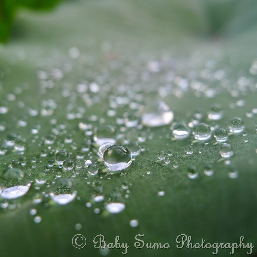 Baby Sumo Photography: Raindrops - KL, Malaysia