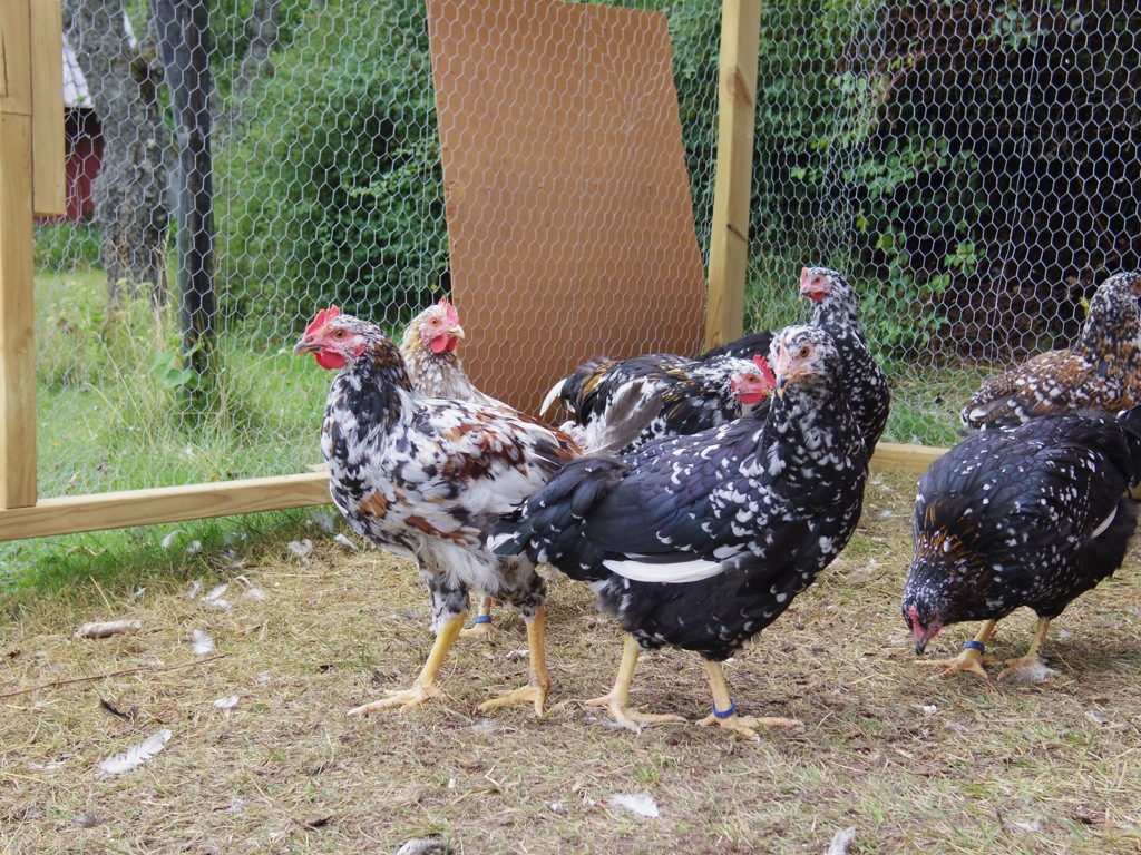 Fårhage, grisar och höns – Daje Gård