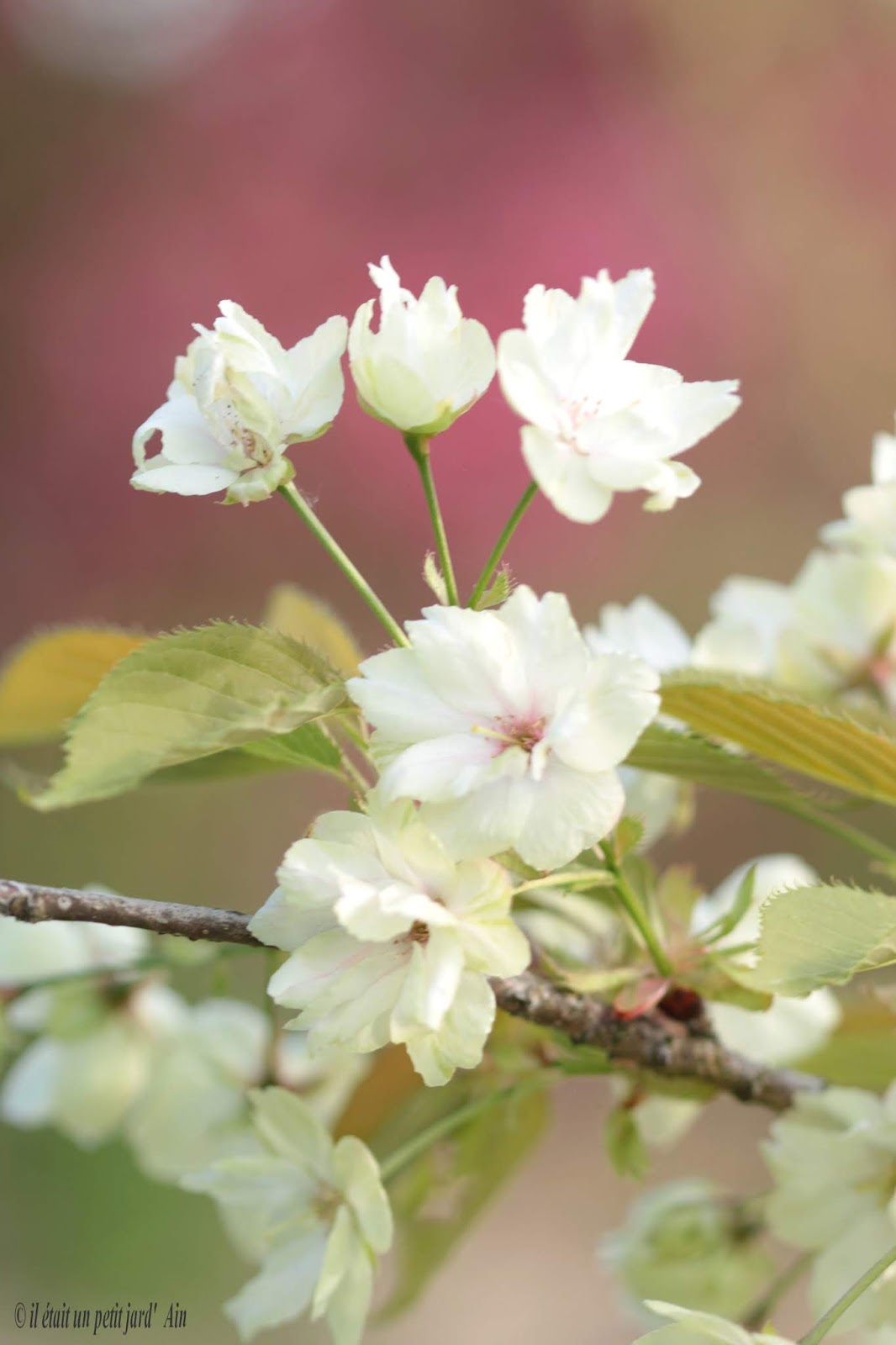 IL ETAIT UN PETIT JARD'AIN ...: FOCUS PRUNUS MALUS TRESORUS ...