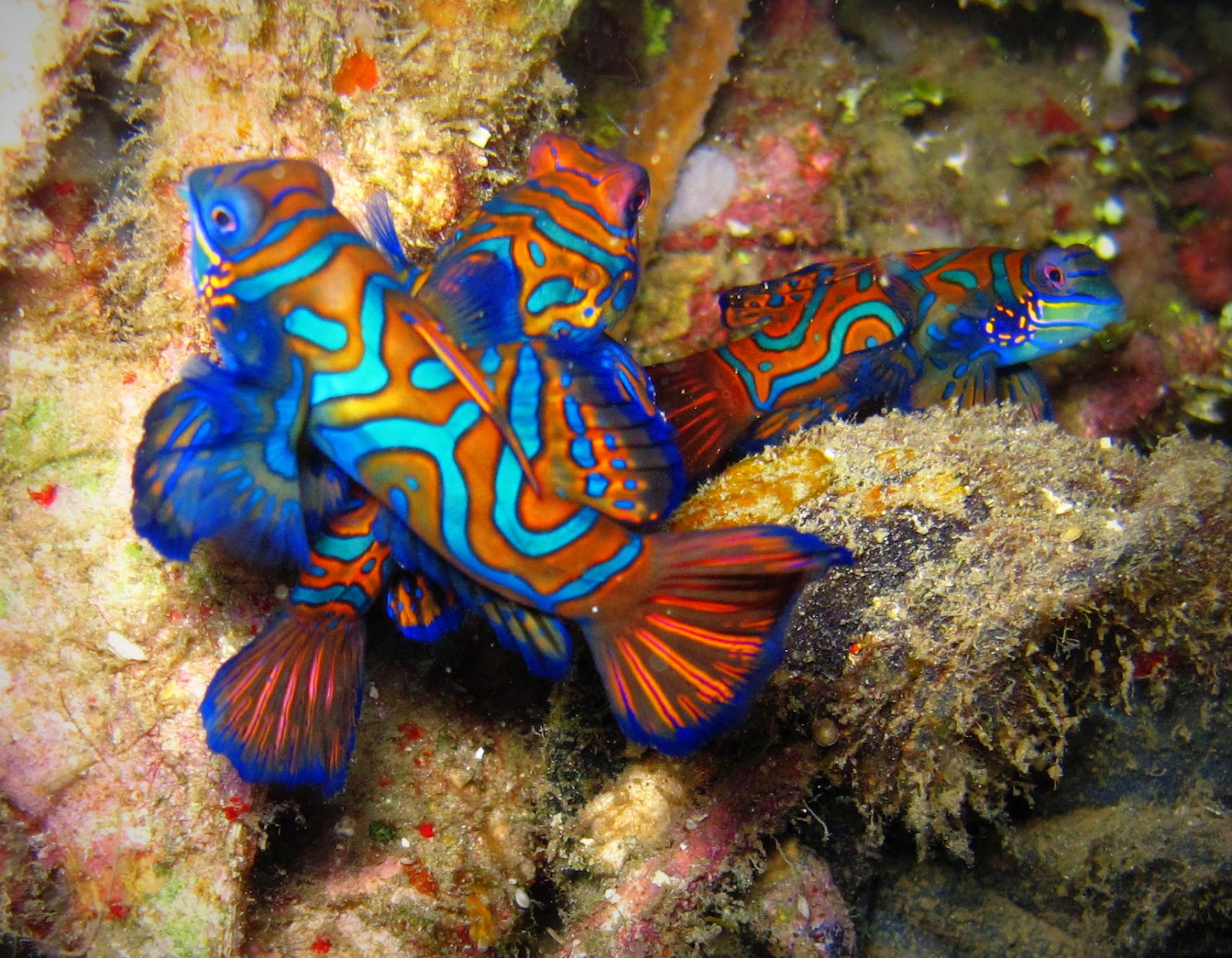 Sea Slug and the Turtle: Indonesia, Lembeh Strait - Mandarinfish dive ...
