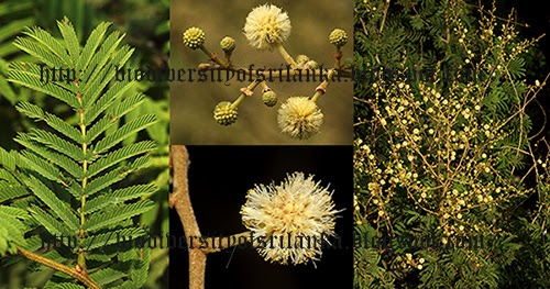 Biodiversity of Sri Lanka: මහ අන්දර/කටු අන්දර[Maha Andara/Katu Andara ...