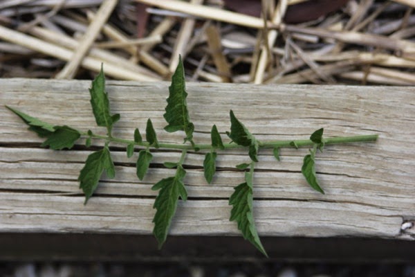 Mudflower: Tomatoes: Potato Leaf vs Regular Leaf