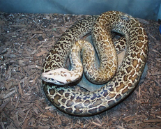 Burmese Python Care ~ Burmese Python Care