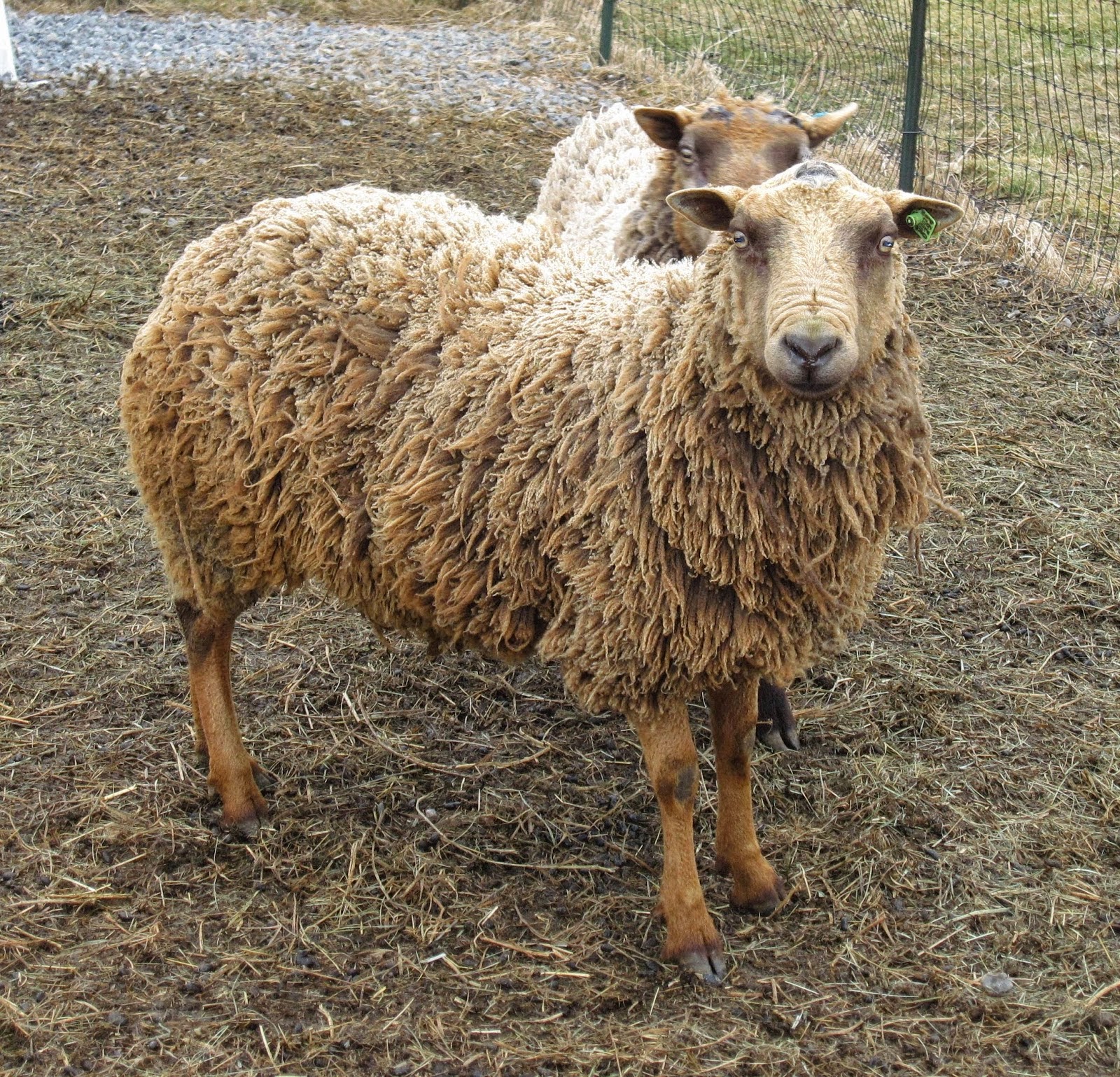 OK Acres Shetlands: Rams
