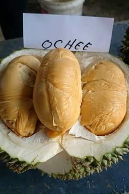 Semua tentang Durian: 4 Durian Unggulan yang paling diburu di Indonesia ...