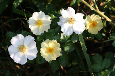 Roses and Other Gardening Joys: Lemon Fizz