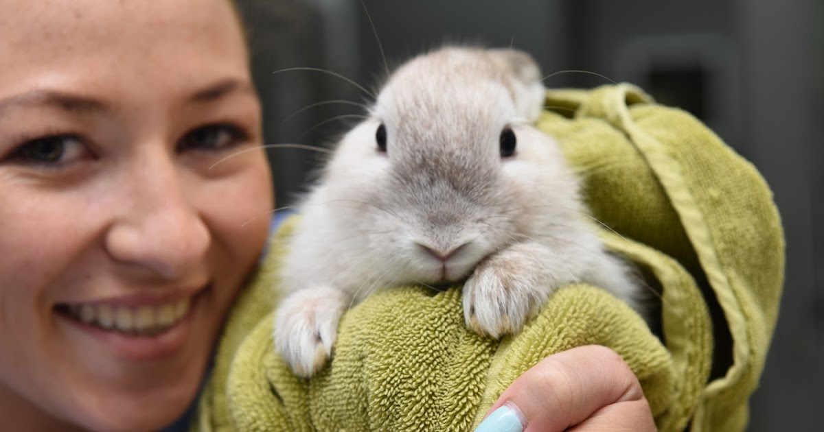 Small Animal Talk: Top tips for working with rabbit patients