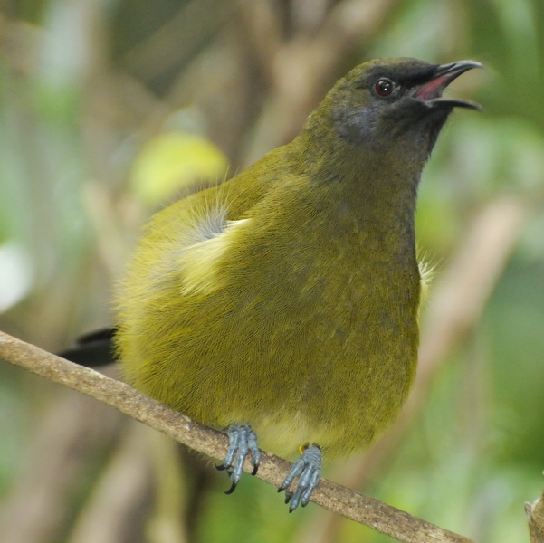 A Wandering Naturalist: New Zealand: Tiritiri Matangi