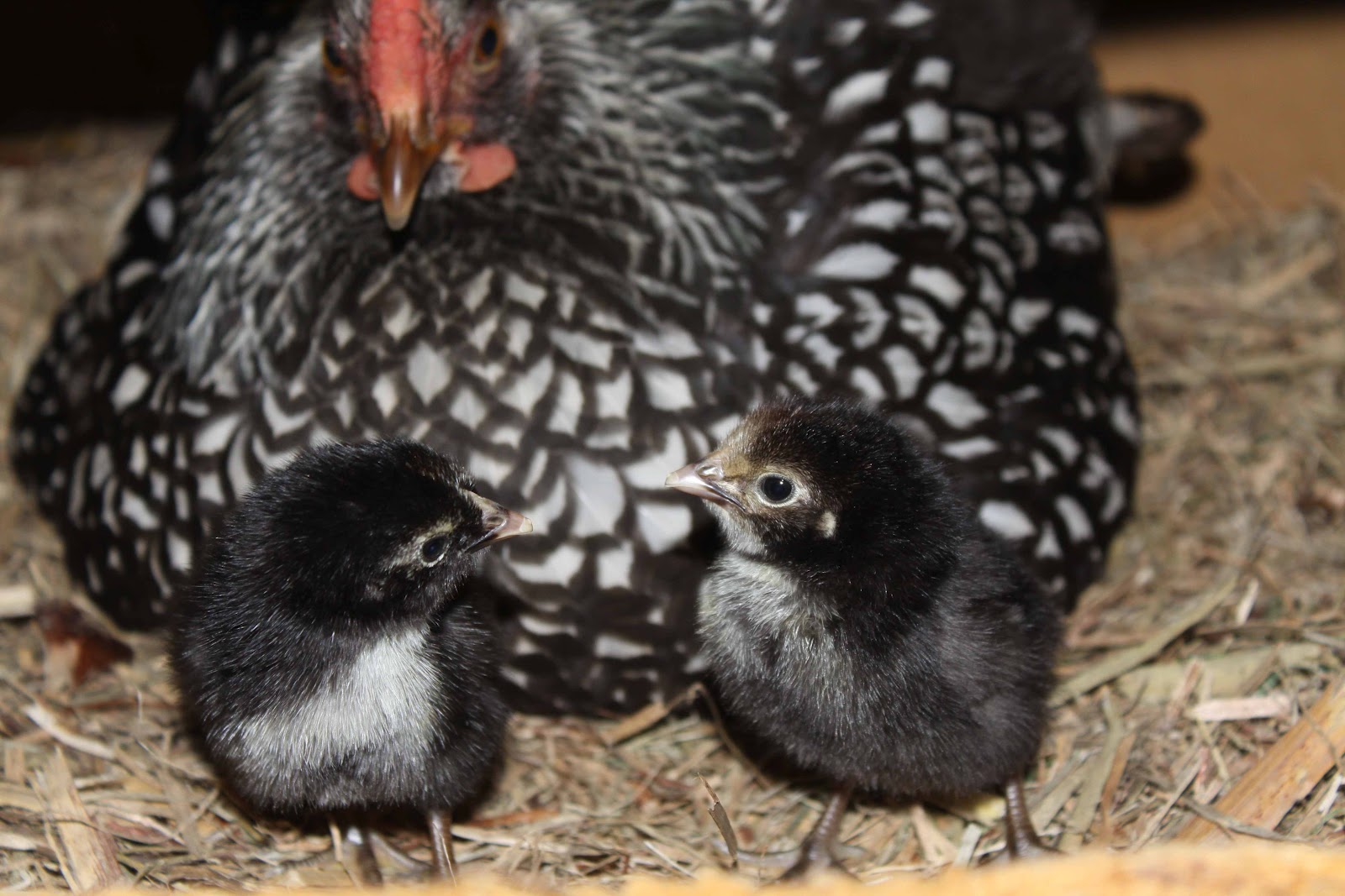 Happy chooks, happy home: April 2012