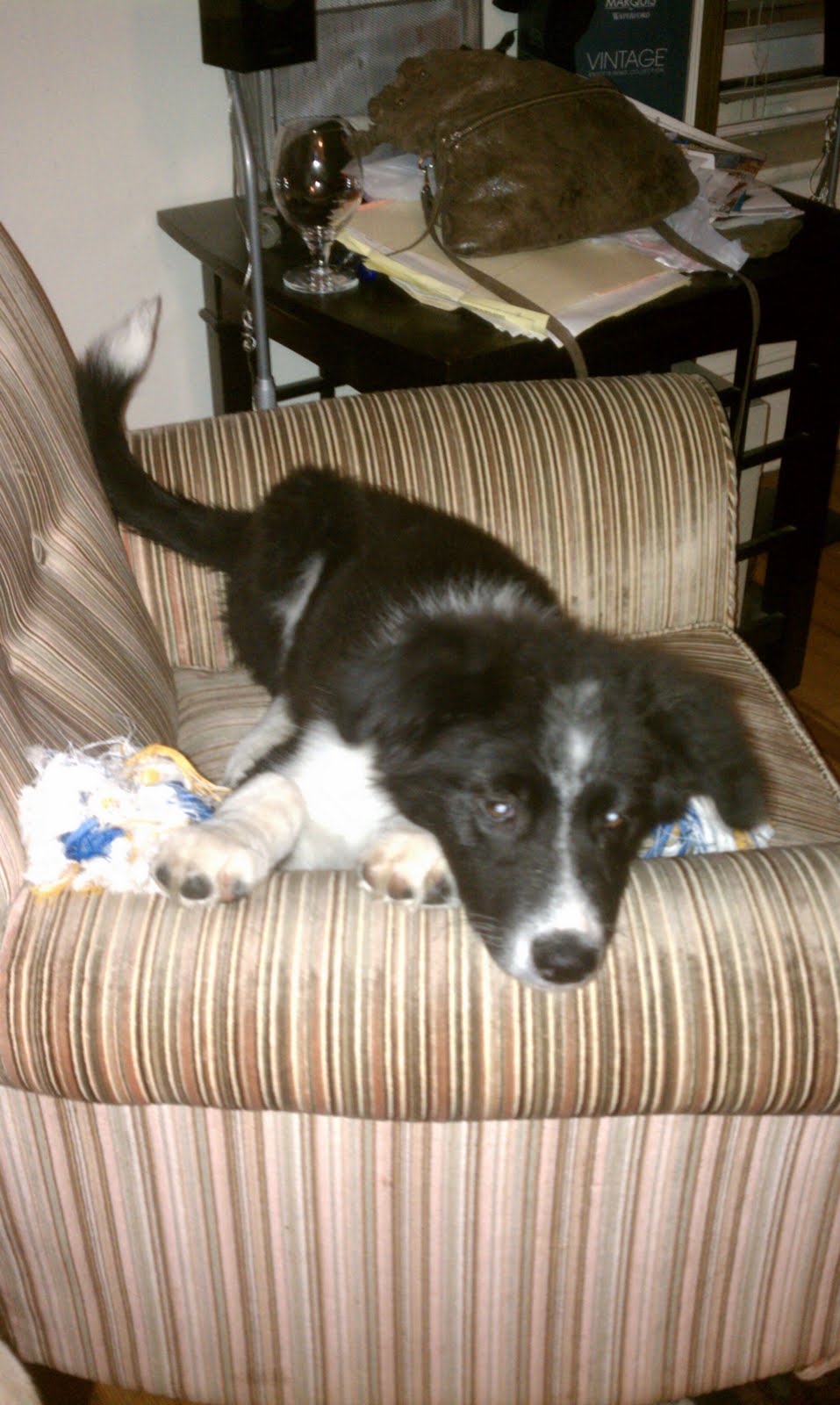 CPR's Dog Blog: Friday Fix - Border Collies - My Favorite Breed (5/11/2012)
