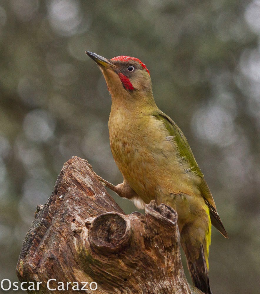 AVESANTURTZI: PITO REAL