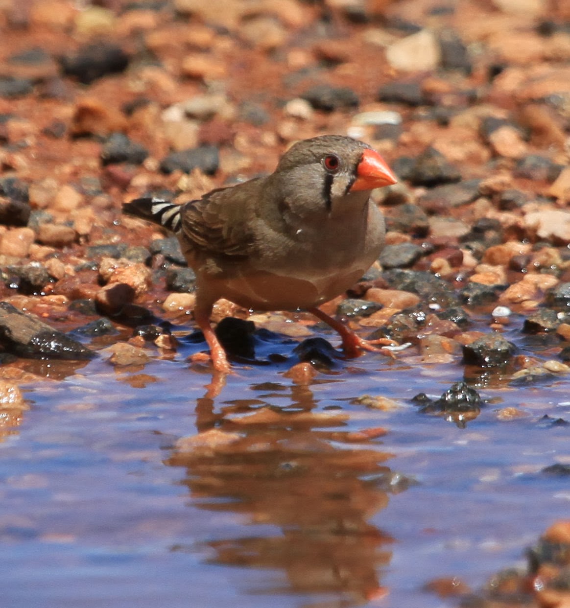 Richard Waring's Birds of Australia: Bird photos from Docker River to ...