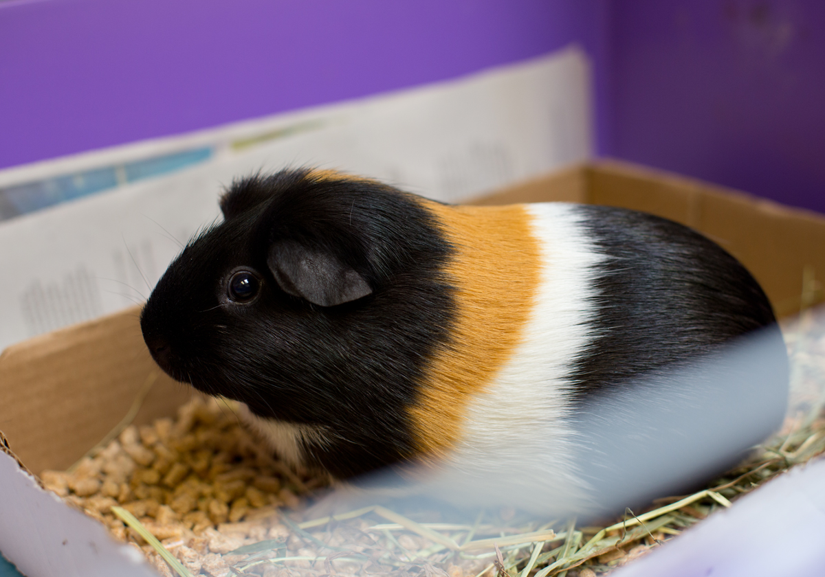 Shelter Dogs of Portland: Small animals "BONDED BABY BUNNIES" "baby rat ...