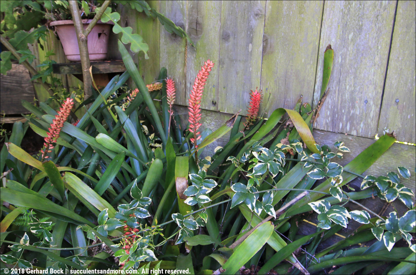 Mark Delepine's Berkeley fusion garden