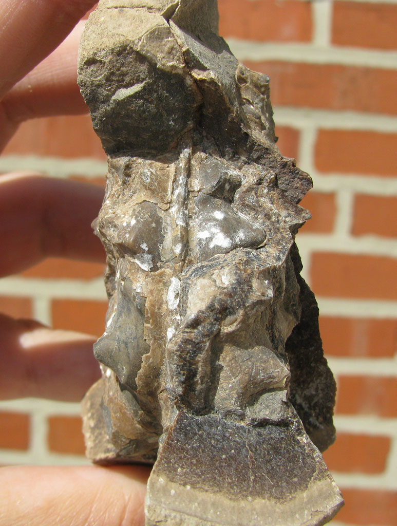 Views of the Mahantango: Prionocyclus hyatti (robust form) from the ...