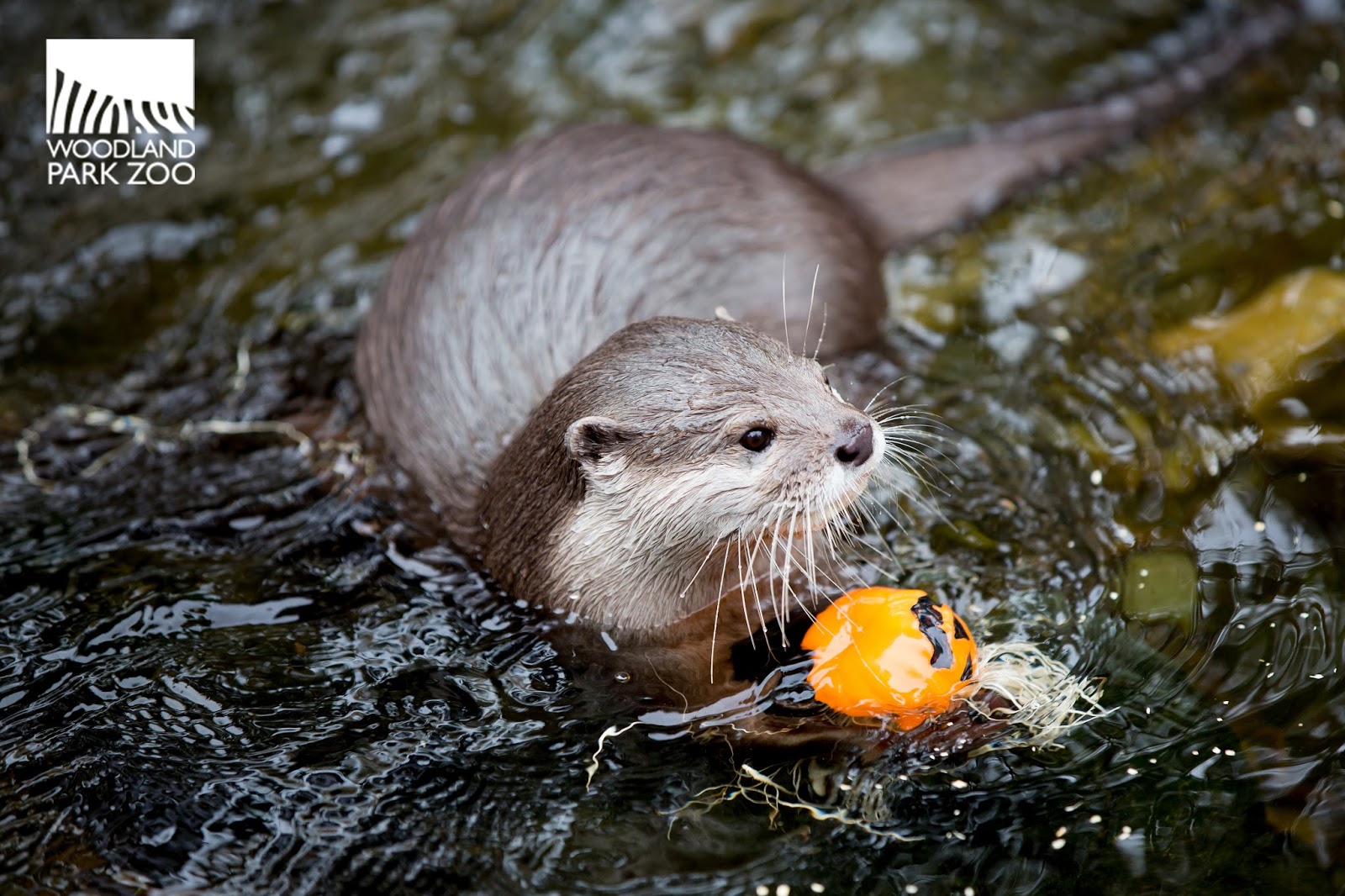 Otters Meet Jack-o-lantern