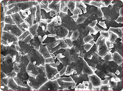 ELI5: How are insects able to walk up a verticle pane of glass? : r ...