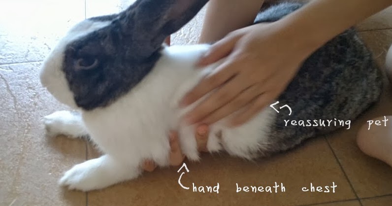 The Rabbit Basement: Handling and Carrying Your Bunny