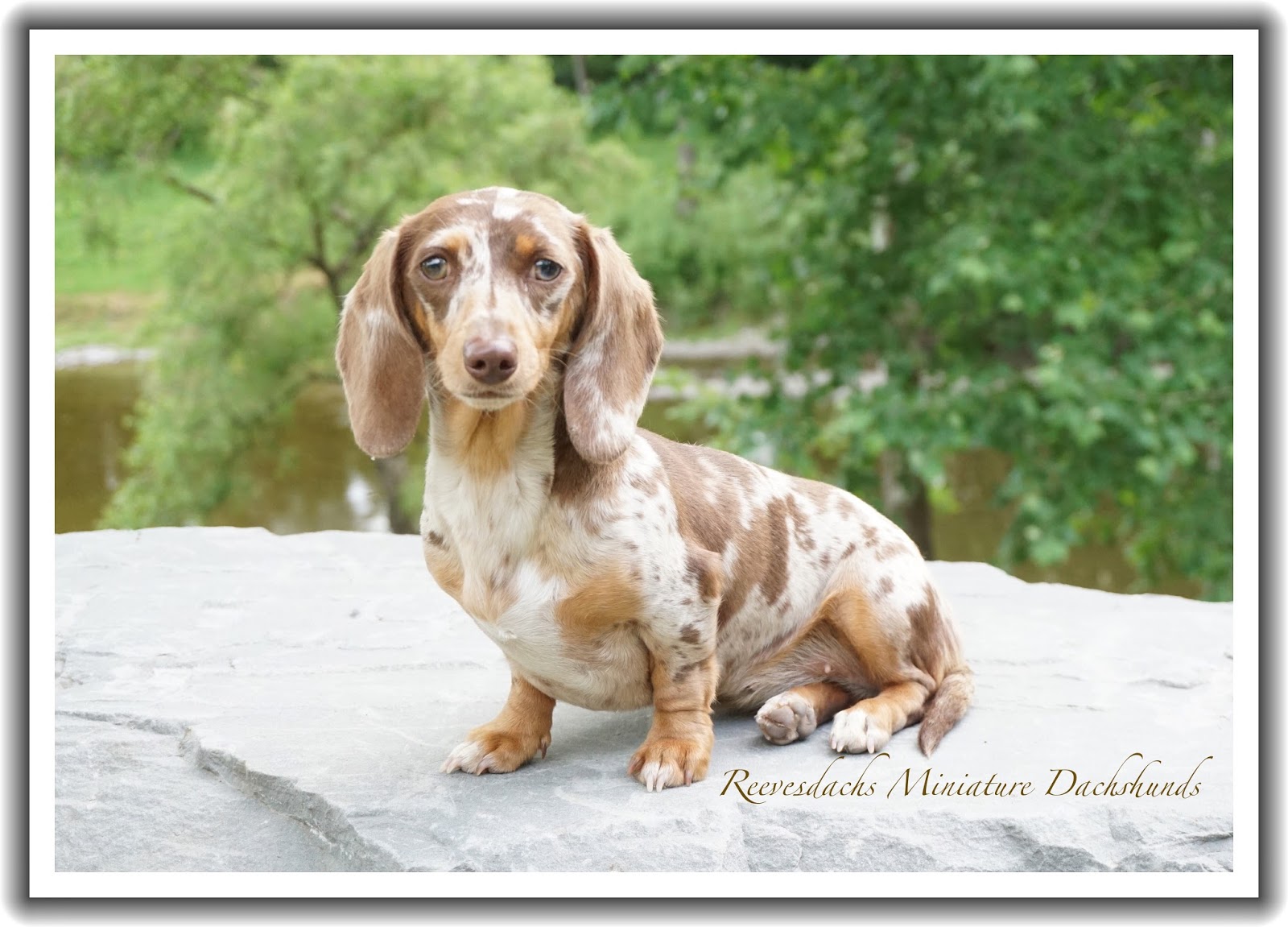 Chocolate And Cream Dapple Dachshund