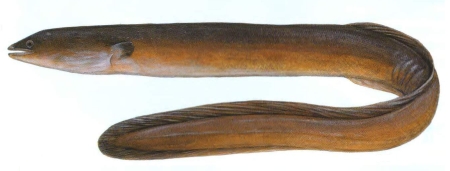 Level finned eel / kalu aandha (Anguilla bicolor) | FRESHWATER FISHES ...