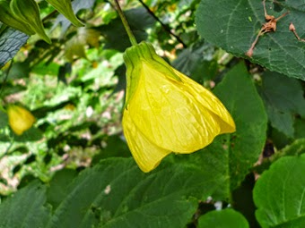 Flowering Maple - Abutilon Yellow flowers | SL Flora