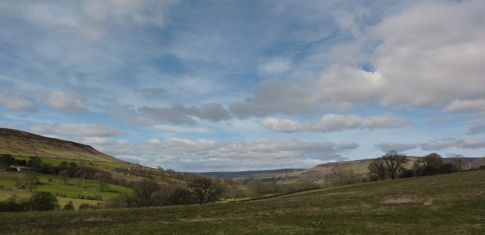 Big Gorse Bush: Farndale Daffodils.