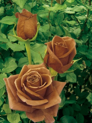Chocolate roses | Amazing Photographs