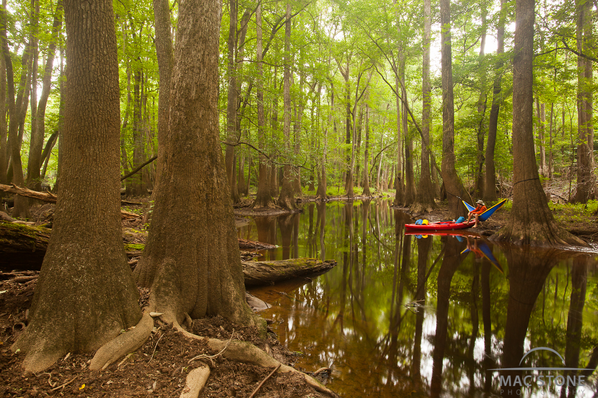 Mac Stone Photography Blog: Congaree National Park