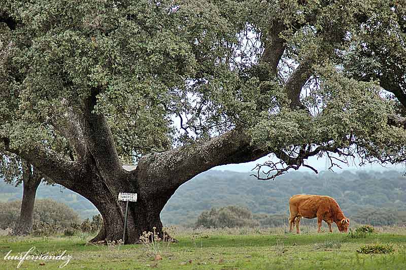 OCIO y CULTURA : La encina de Alcudia.