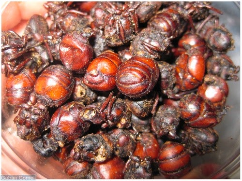 Snek Semut Popular di Colombia. - Gaban Comel