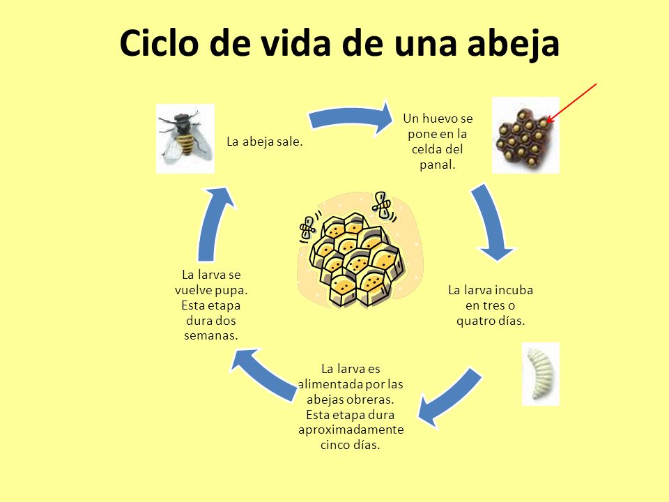 ENTOMOLOGIA "ORDENES DE INSECTOS": ORDEN HYMENOPTERA